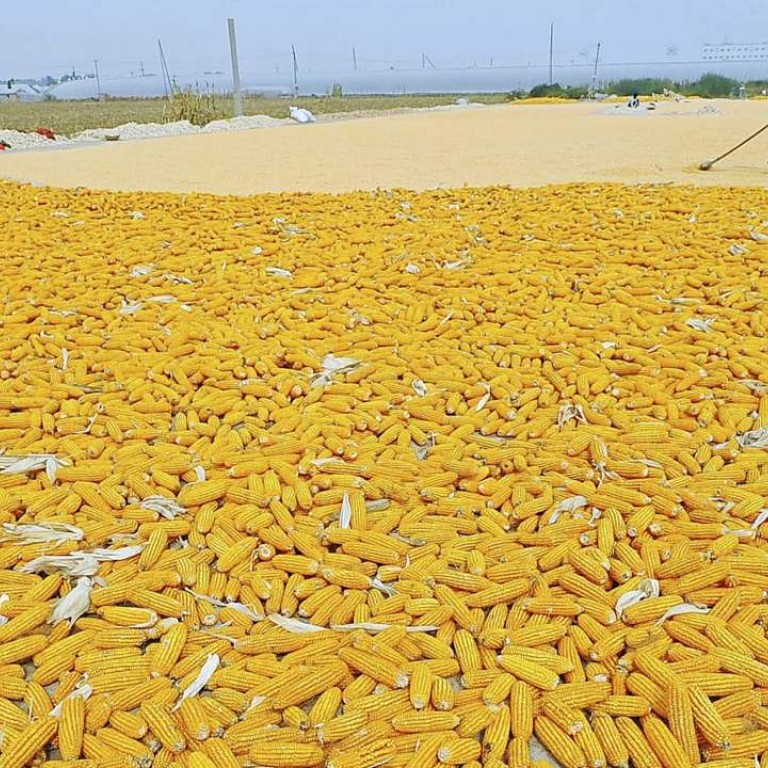 China grain surplus reaches record peak but official warns surpluses ...