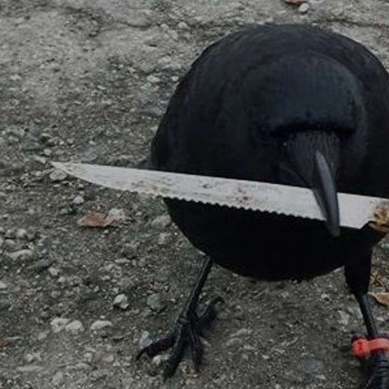 Crime scene compromised after crow steals weapon | South China Morning Post