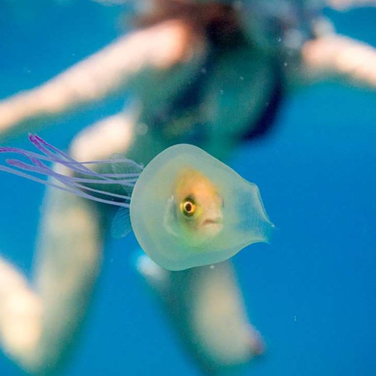 Remarkable photograph of fish swimming around inside jellyfish’s belly ...
