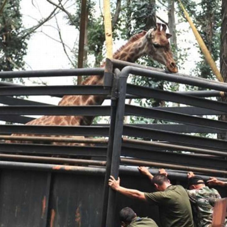 Up, up and away: giraffes taken by crane and truck to new home at ...