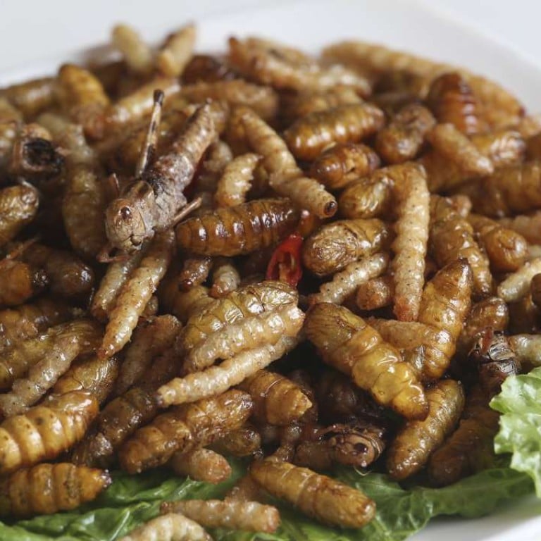 Lovely grub, say Hong Kong’s insect eaters: delicious, nutritious and ...