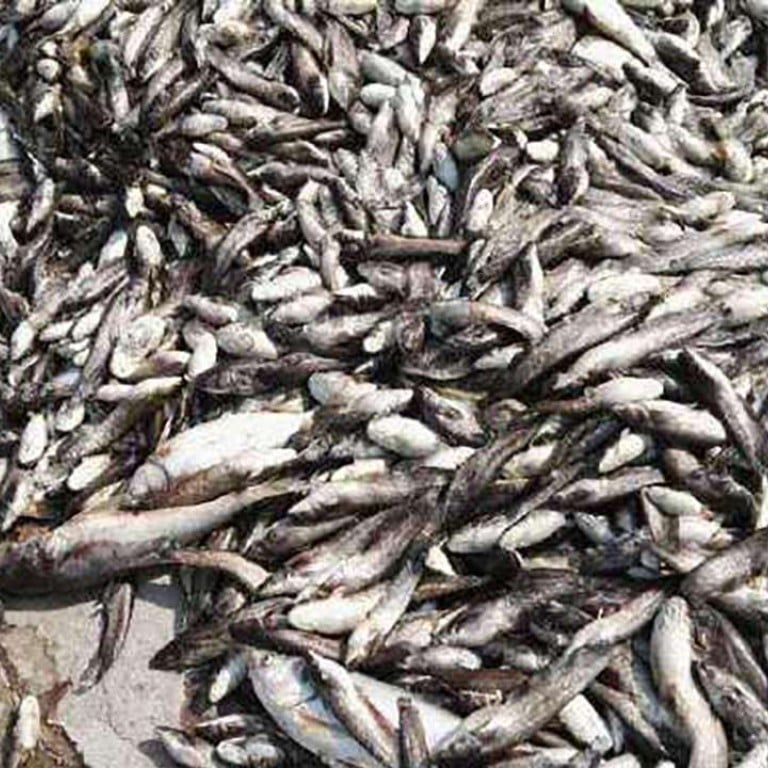 Tons of fish fry at southwestern China aquatic farm in ongoing heatwave ...
