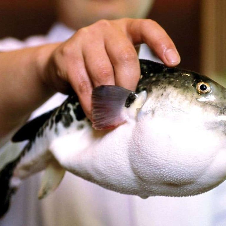 Last supper? Japan's diners divided over killer puffer fish | South ...
