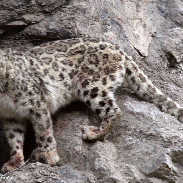Snow leopards’ return brings hope to remote Afghan region | South China ...