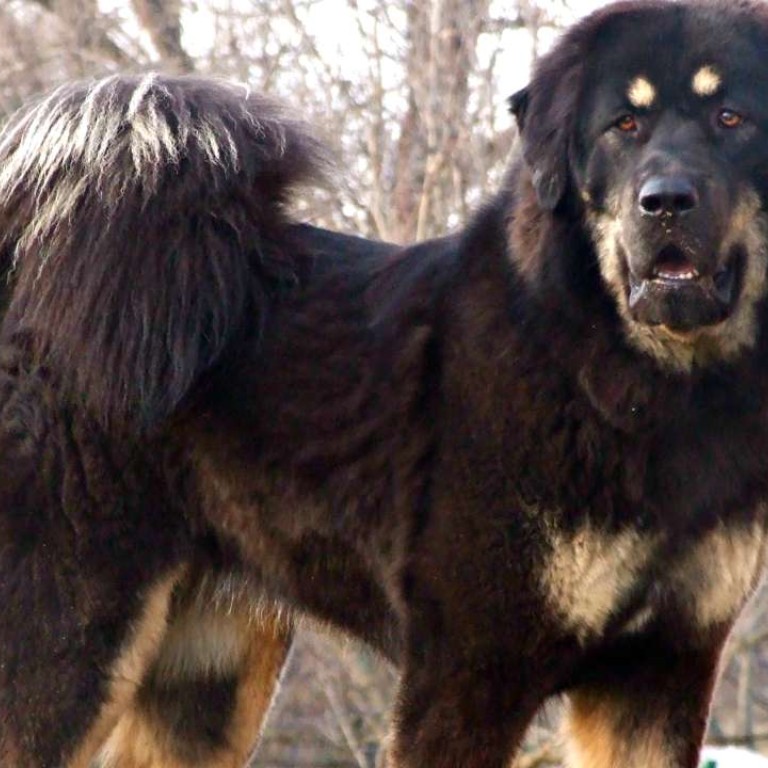 ‘Big and fierce’: Hong Kong High Court rejects appeal over Tibetan ...