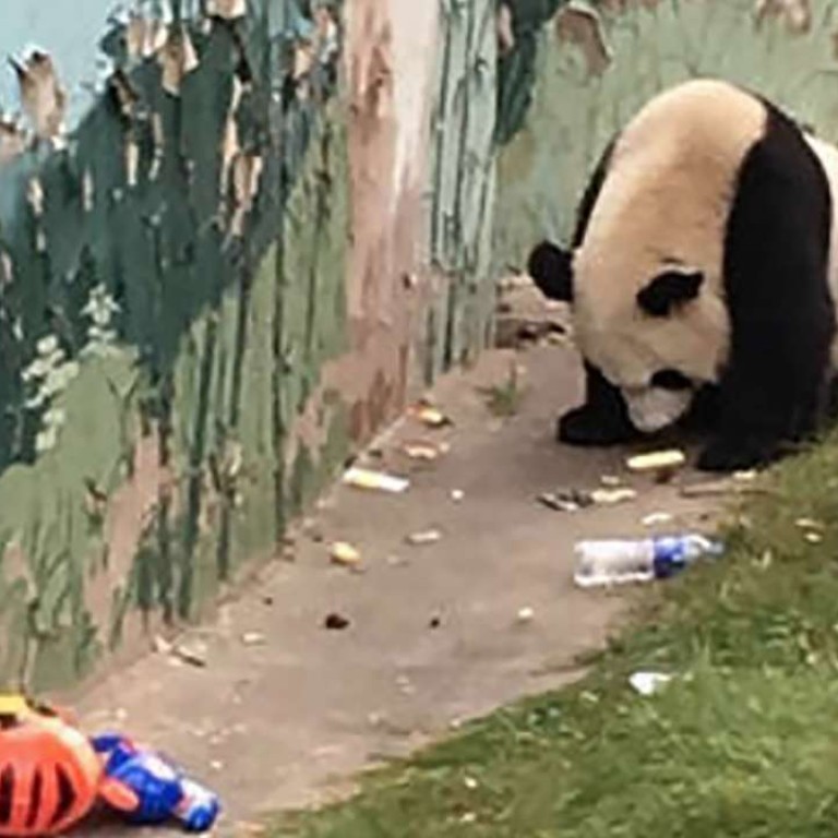 Plight of ‘world’s most miserable giant panda’ sparks online uproar ...