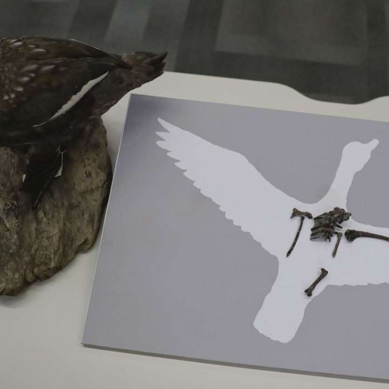 Ancient bird from dinosaur era looked like a duck and quacked like one ...