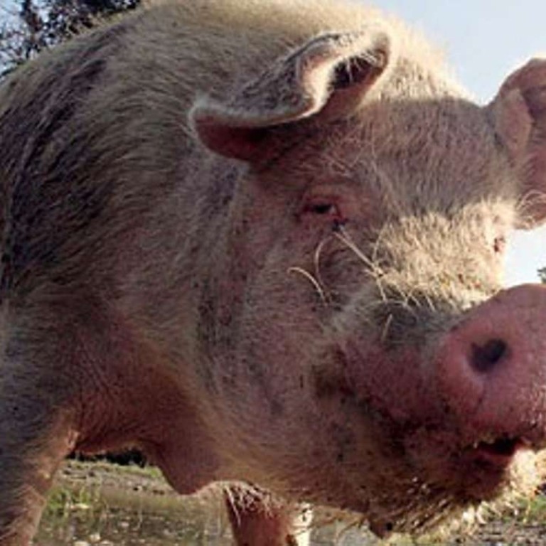 Meet Khanzir, the only pig in Afghanistan - and perhaps the loneliest ...
