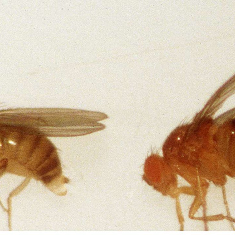 Chinese researchers find ‘obesity neurons’ in brains of fruit flies ...
