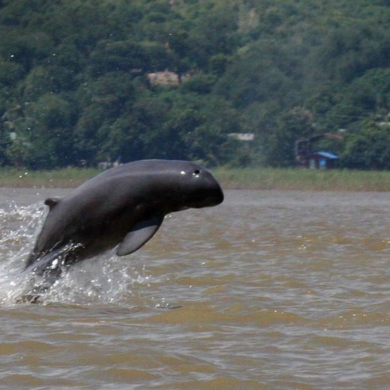 Myanmar’s friendly Irrawaddy dolphins, on brink of extinction, are ...