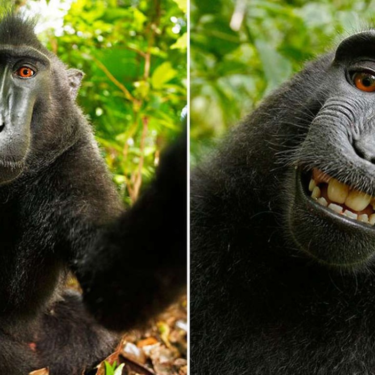 Indonesia’s famous ‘selfie monkey’ under threat from hungry locals ...