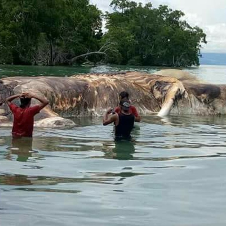 Scientists identify massive ‘sea monster’ that washed ashore on ...