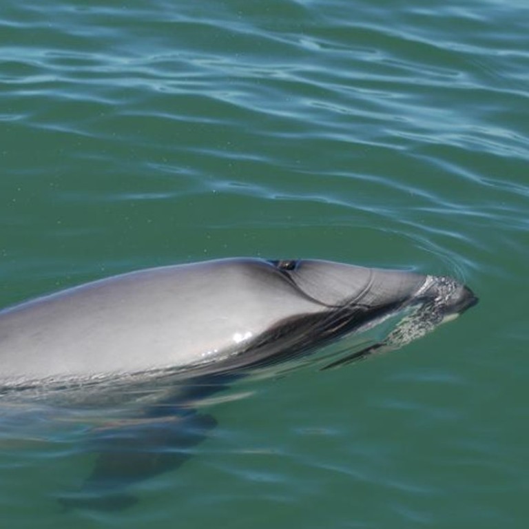 New Zealand scientists to eavesdrop on Maui dolphins for answers on ...