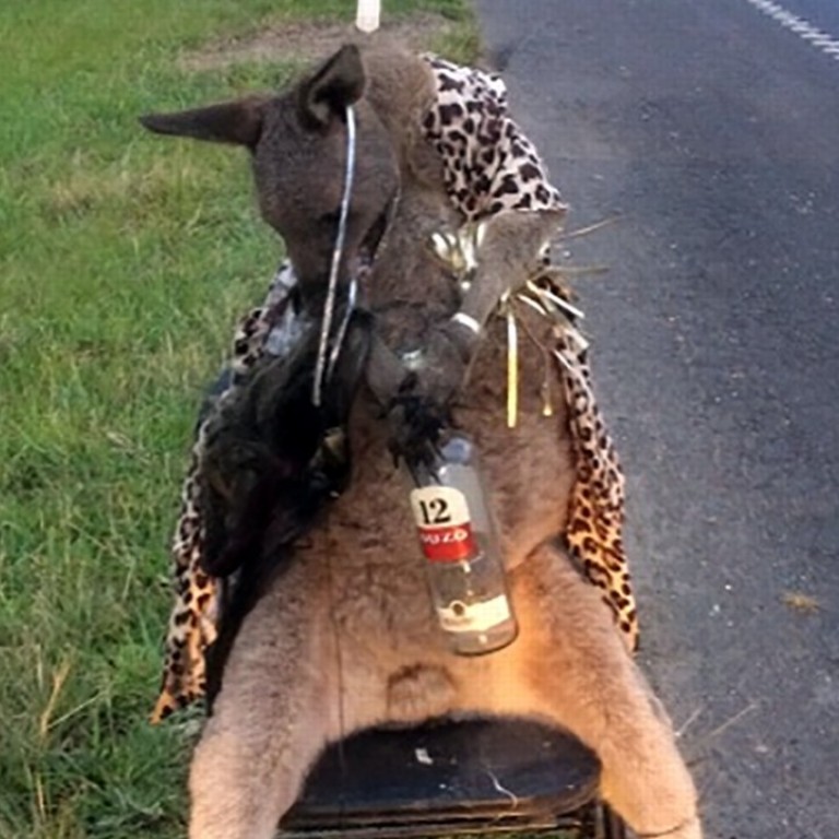 Australia outrage over kangaroo shot dead, dressed in leopard-print and ...