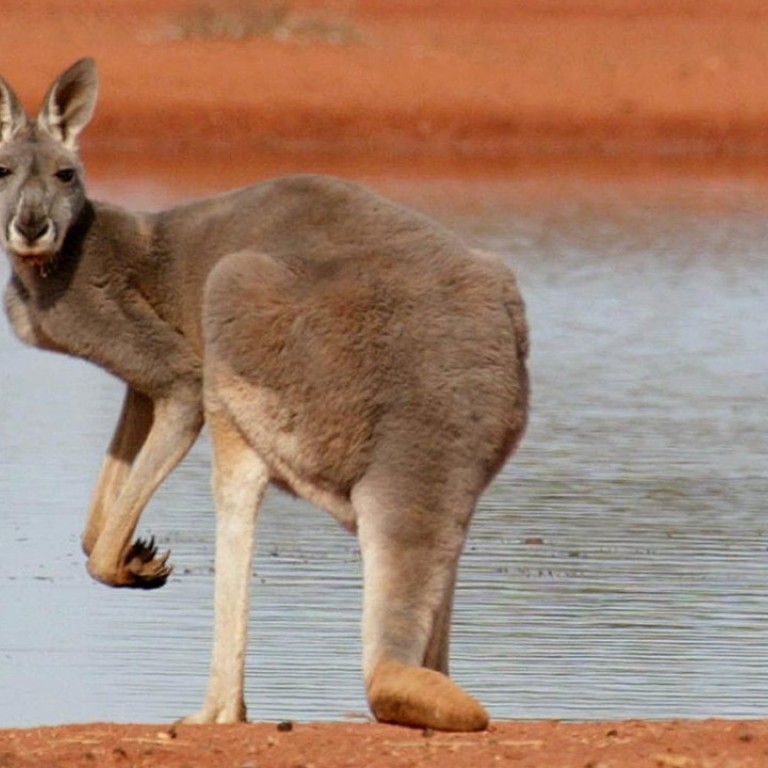 Caught on the hop: Volvo admits its self-driving cars are confused by ...