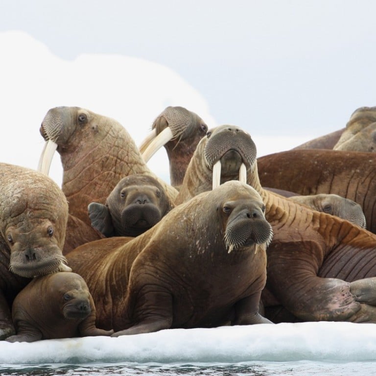 If you’re going to eat a walrus, make sure it’s well done, CDC warns ...