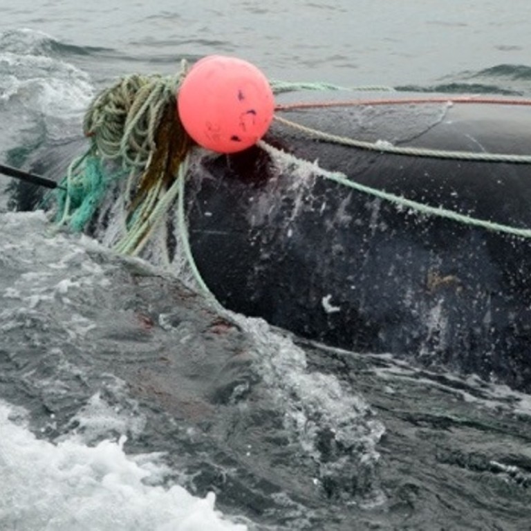 Whale kills Canadian fisherman, moments after he rescued it from net ...