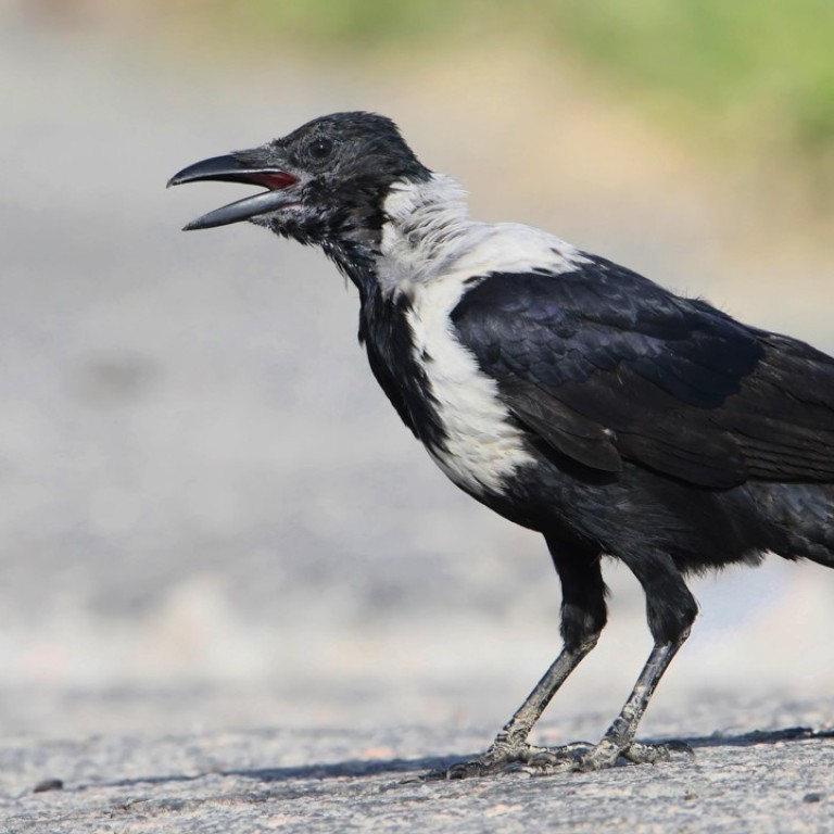 Look out for collared crows in Hong Kong: new study says numbers are ...