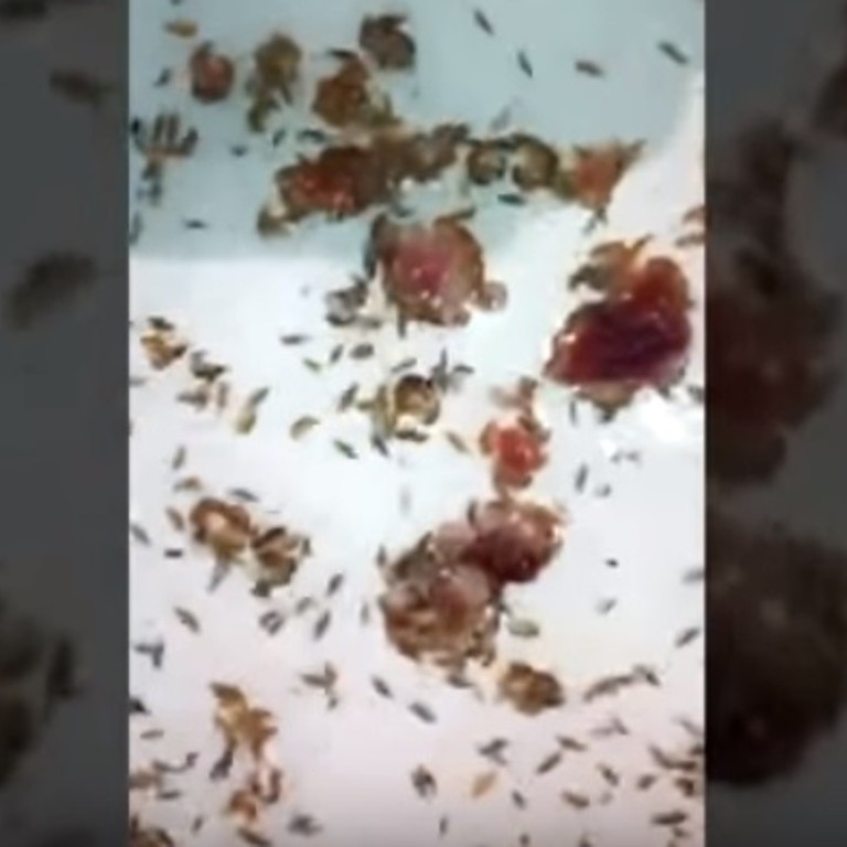 Watch the video of meat-eating sea fleas that left Australian teen ...