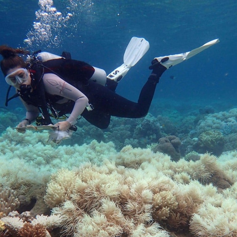 Japan launches study into illegal ‘Chinese coral poaching’ | South ...