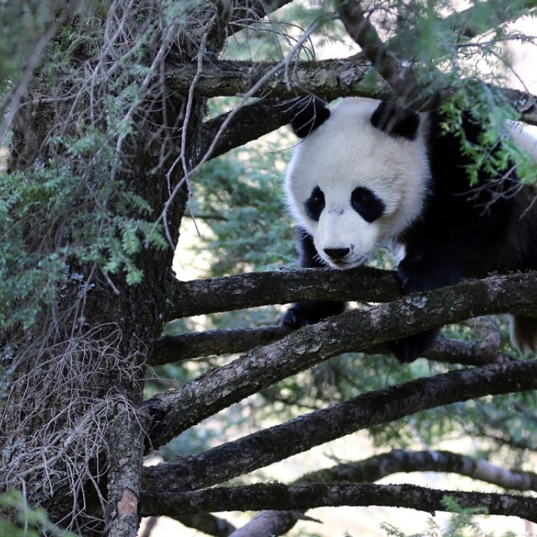 Behind the urgent drive to unite China’s giant panda habitats in one ...
