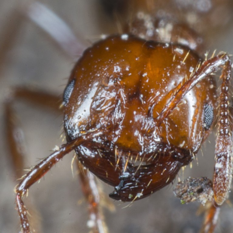 Venomous fire ants found in South Korea for first time | South China ...