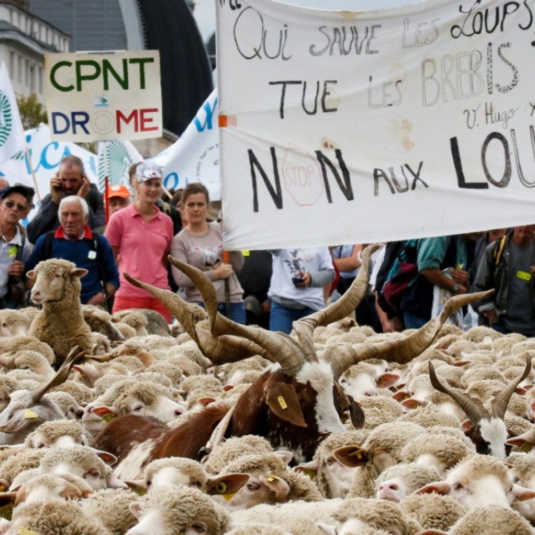 Wolf attacks raise howls of protest from French farmers | South China ...