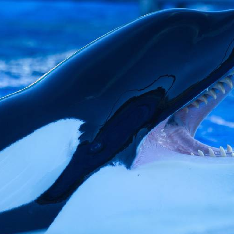 New Zealand scientists alarmed at captive orcas' teeth | South China ...