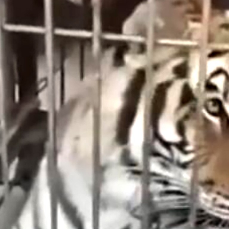 Chinese circus tiger attacks two children after breaking out of cage in ...