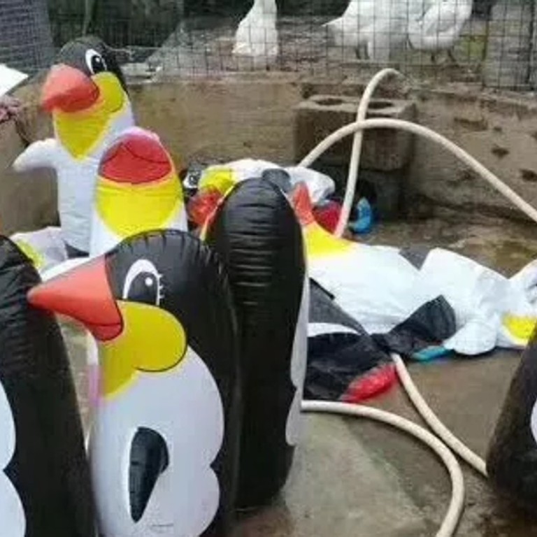 Visitors to Chinese zoo feel deflated after discovering new penguin ...