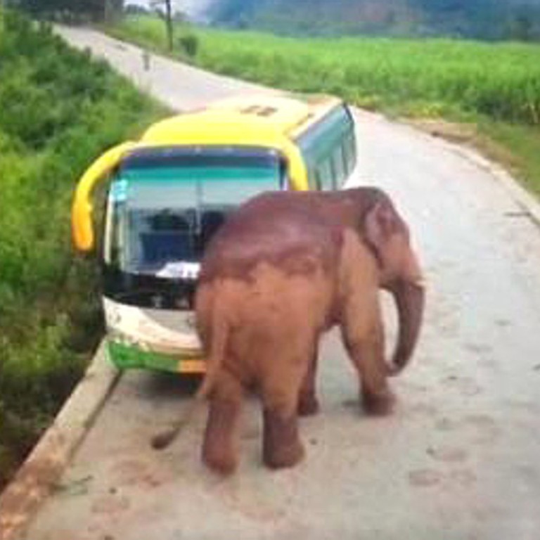 Wild elephant attacks bus in southwestern China | South China Morning Post