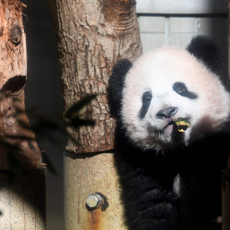 Xiang Xiang the ‘auspicious’ cuddly panda cub makes public debut at ...