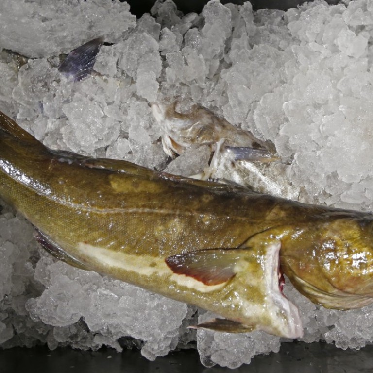 America’s cod catch at all-time low - but fishery may rebound soon ...