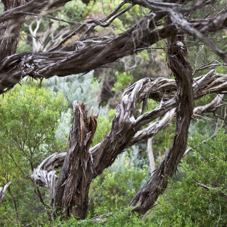 Like us, Australian trees are ‘sweating’ to survive extreme heatwaves ...
