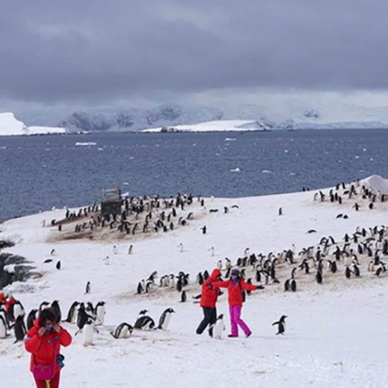 Hands off the penguins, China tells its tourists to Antarctica | South ...