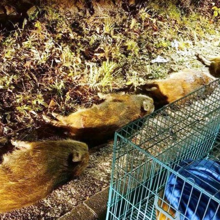 Hong Kong tackles wild pig problem with birth-control scheme, as ...