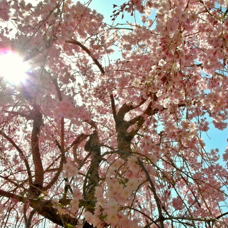 5 most peaceful spots in Kyoto to see Japanese cherry tree blossoms ...