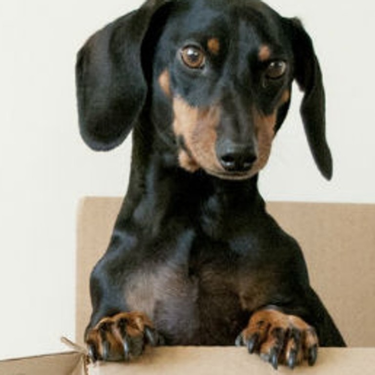 The world’s first dachshund museum opens | South China Morning Post