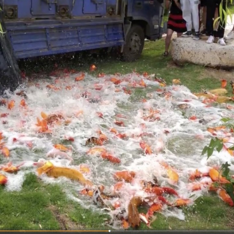 Japanese koi accidentally dumped on Chinese university lawn | South ...