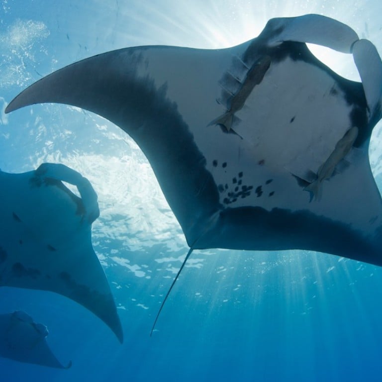 Scientists discover world’s first known manta ray nursery | South China ...