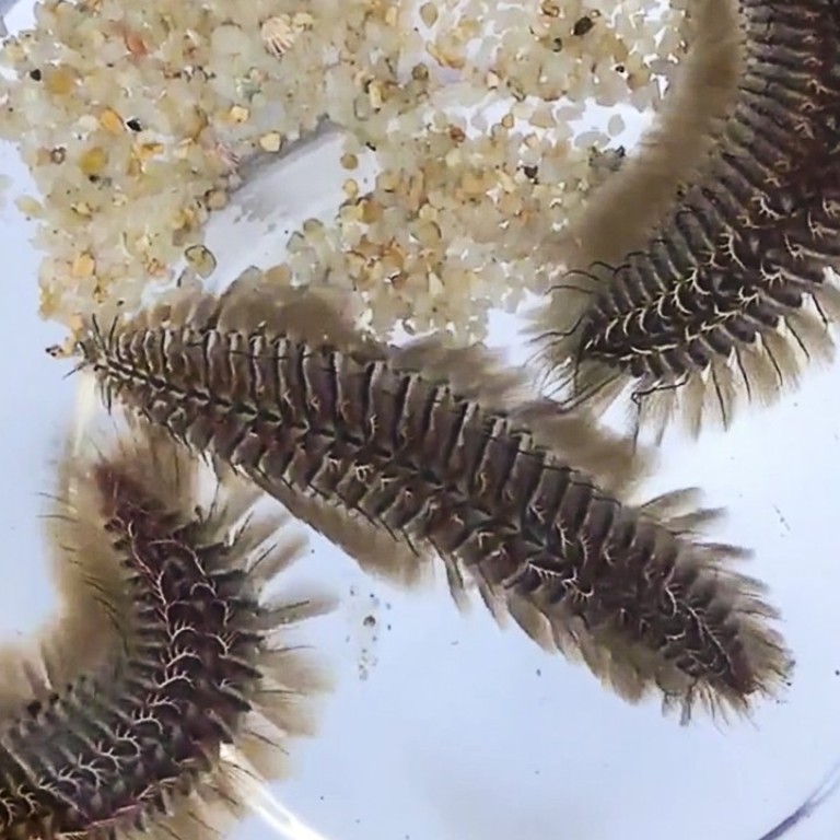 Fireworms with toxin-loaded bristles found on Hong Kong beaches as ...