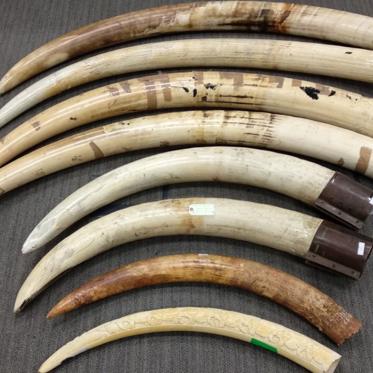 HK$2.7 million worth of ivory seized by Hong Kong customs in joint ...