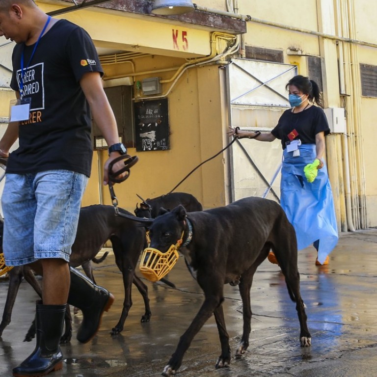 500 Macau canidrome dogs to live in lap of canine luxury courtesy of ...