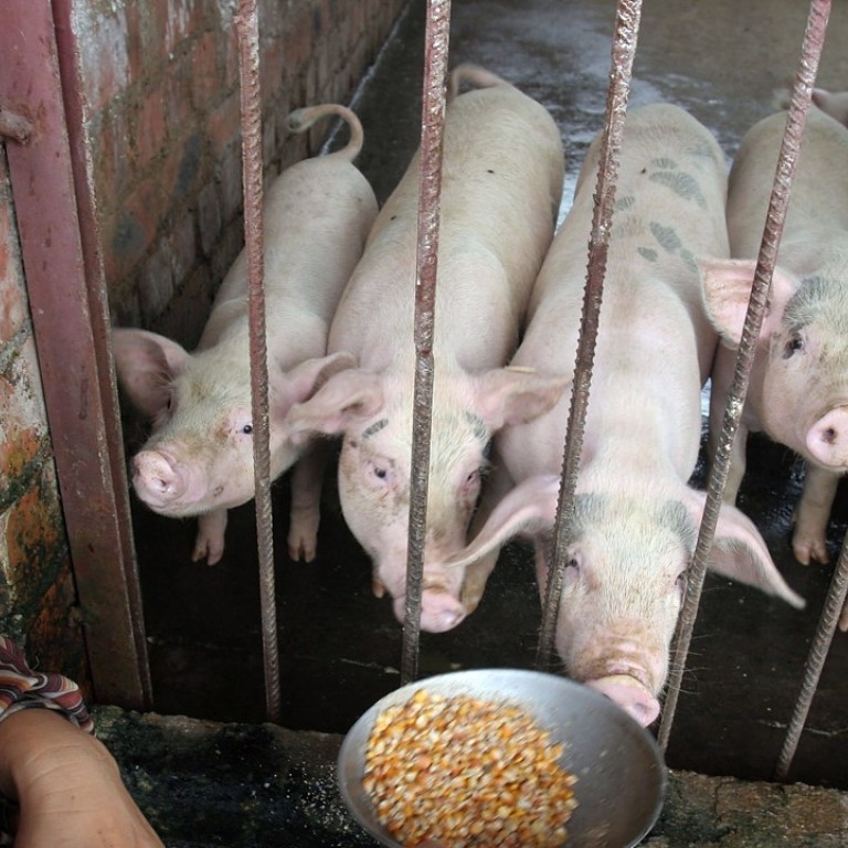Why China’s pork producers can survive without US soybean imports ...
