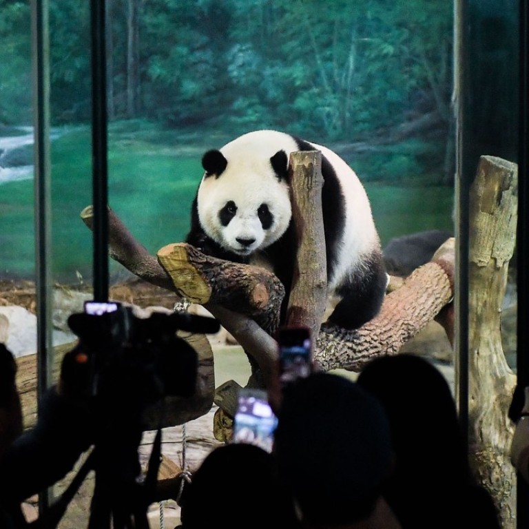 Is The Giant Panda Worth Saving China s Big Profits Have The Answer is-the-giant-panda-worth-saving-china-s-big-profits-have-the-answer
