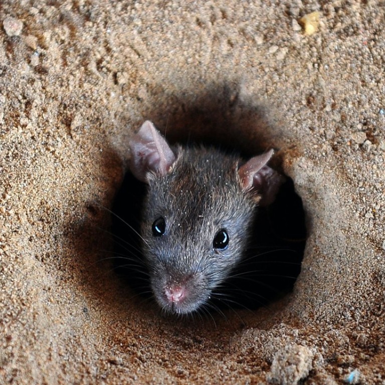 Deadly Indian ‘rat fever’ kills at least 12, with another 54 suspected ...