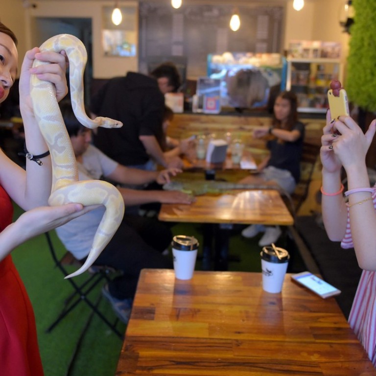 The women who love snake selfies: Cambodia reptile cafe is changing ...
