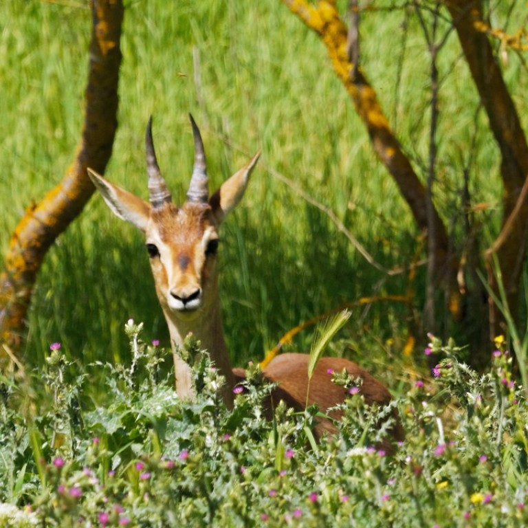 Israel for the adventurous: great outdoors a treat for nature ...