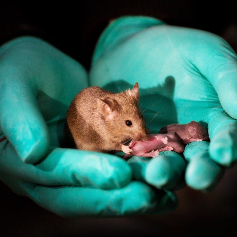 Chinese scientists, using DNA editing, breed healthy mice from two ...