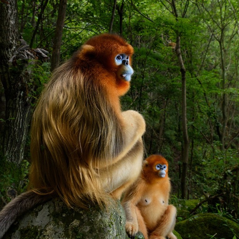 This photo of rare monkeys in China won Dutchman Wildlife Photographer ...